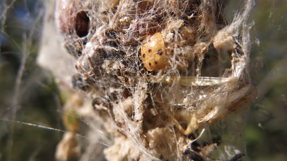 Diversity and Life: A view from the Holocene: Arachnids: primeval ...