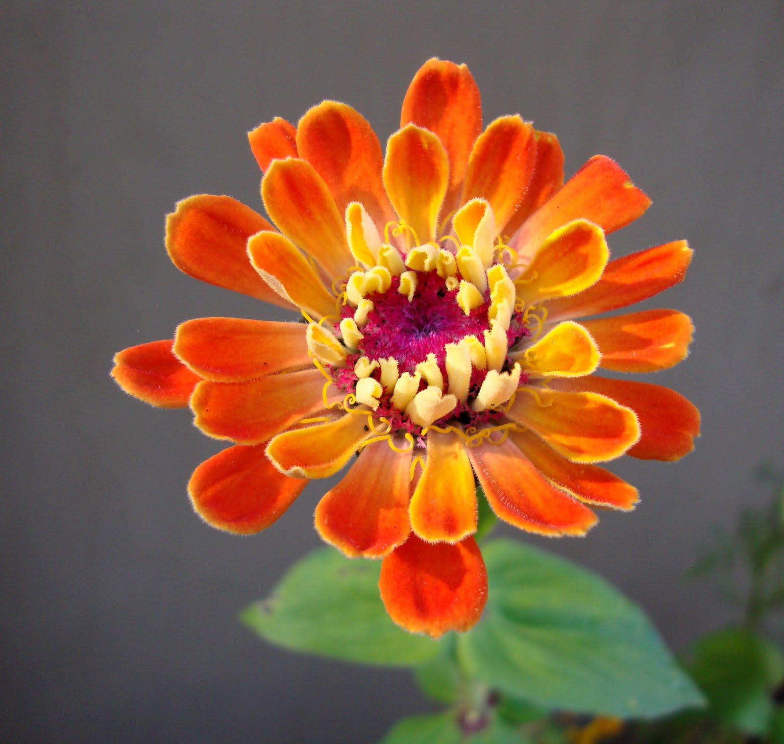 big B: zinnia wip - update