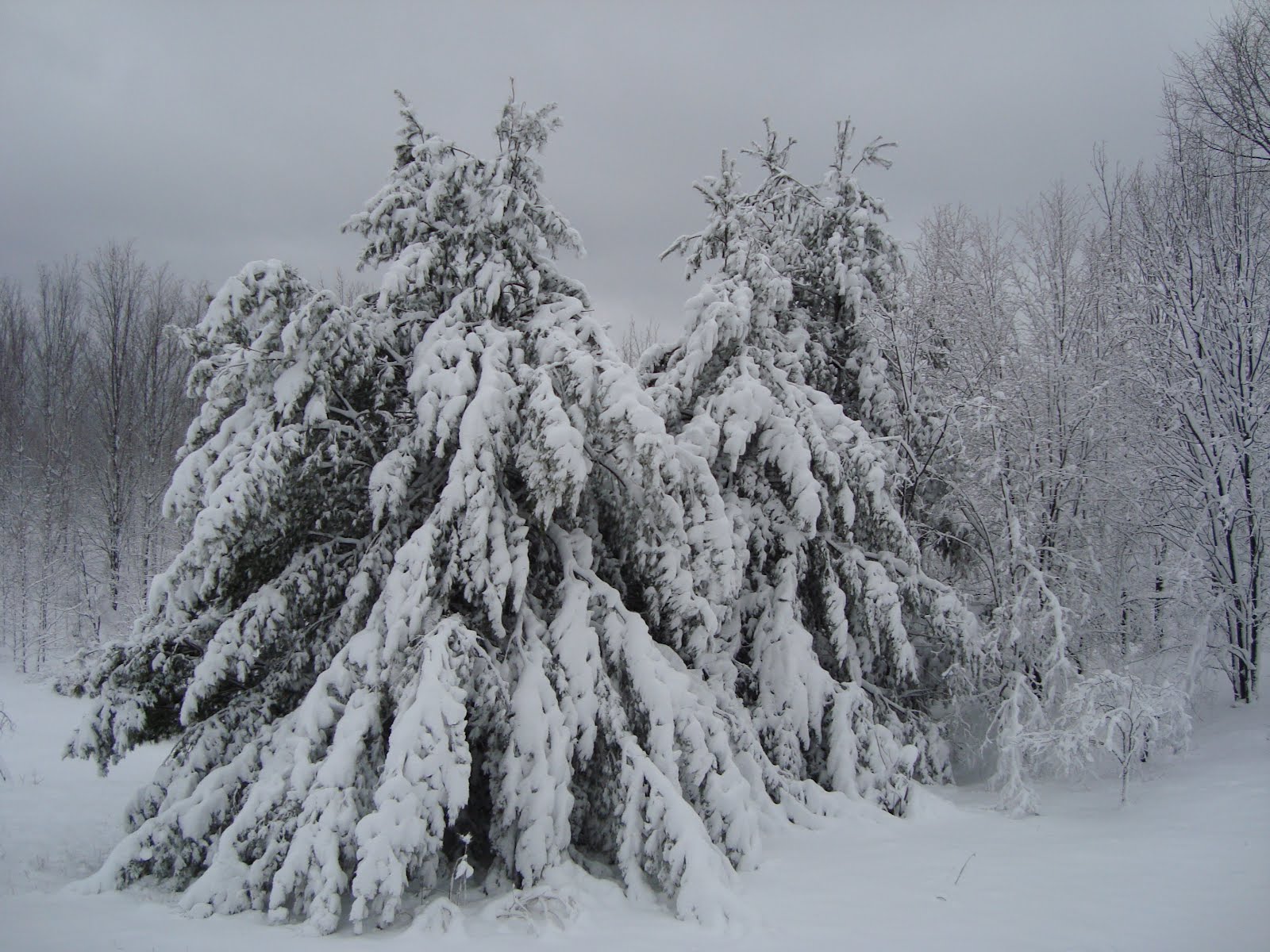 Bruno Boris Badenoff, GSP Extraordinaire