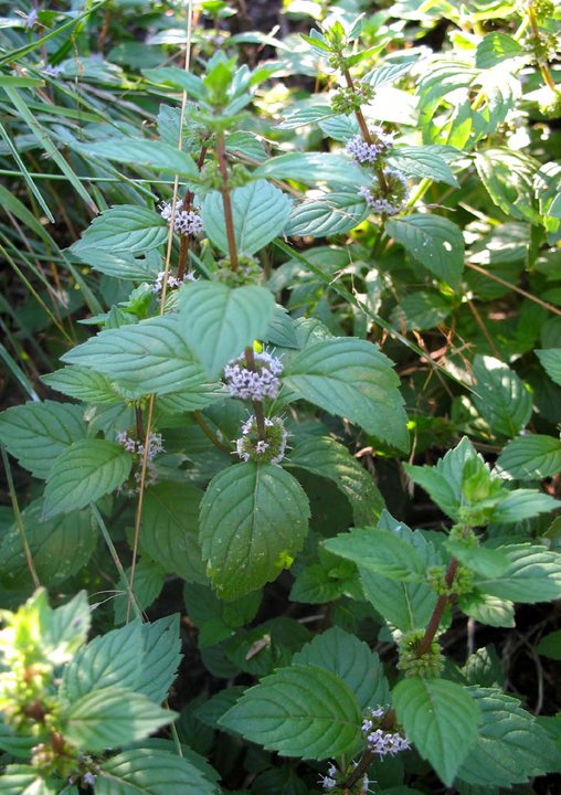 Mentha Plant (Mint) - Mentha piperita - medicinal uses - Macedonia Nature