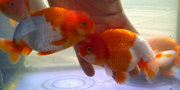 PT. Jumbo Tropical Fish