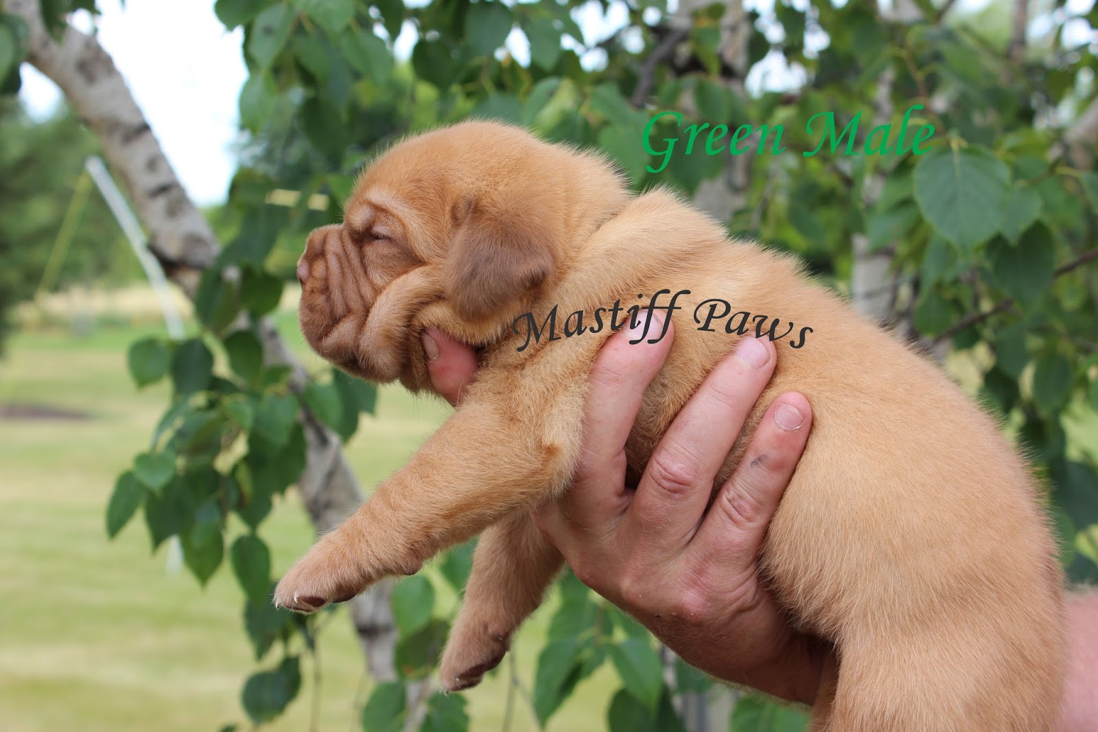 Mastiff Paws: New Pictures of Puppies