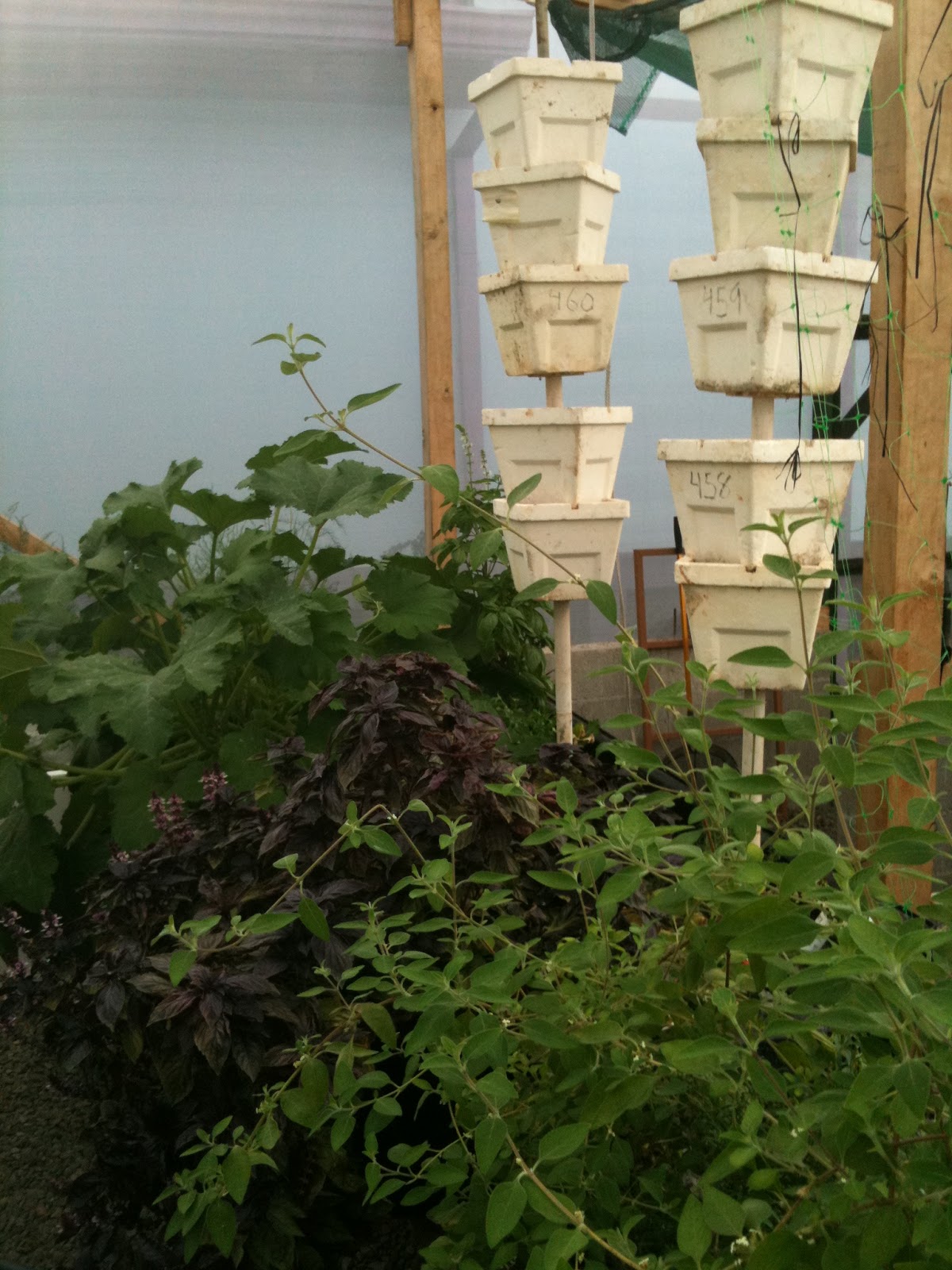 Farmer Brown's Aquaponics: Lettuce Raft Production in 25 Days; New ...