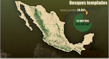 Bosques templados