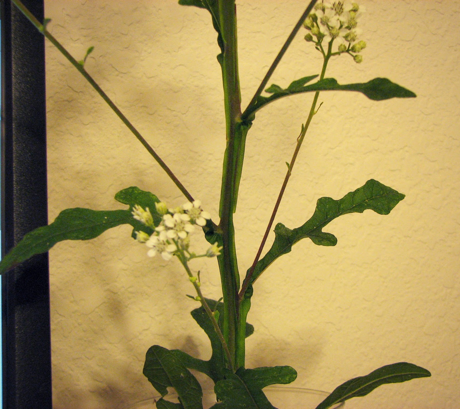 The Back Forty: Plant ID Project: Frostweed, White Crownbeard ...