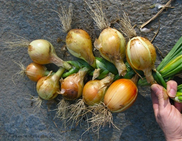Growing Shallots