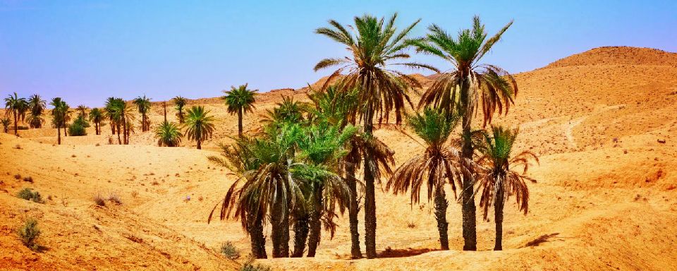 FERIA DEL DATIL 2016 San Luis Río Colorado: Dátiles