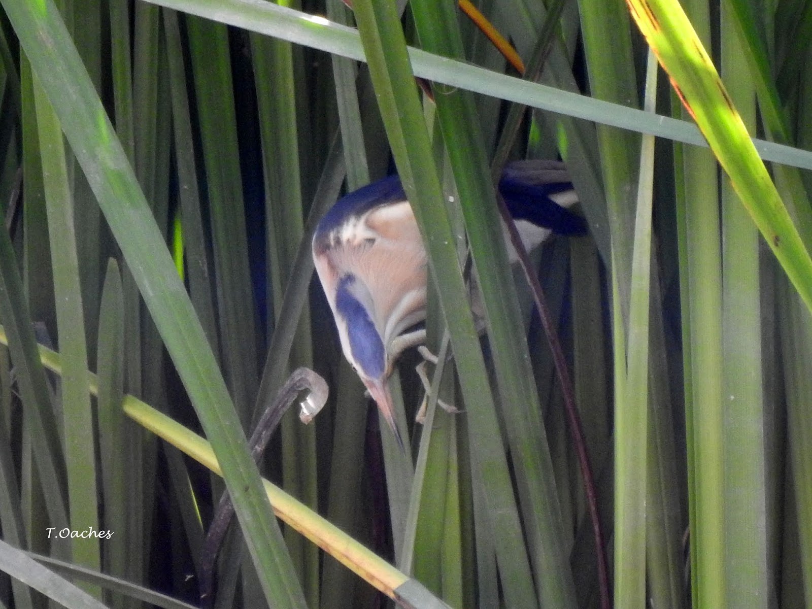 PASARI DIN ROMANIA: STARC PITIC, Ixobrychus minutus