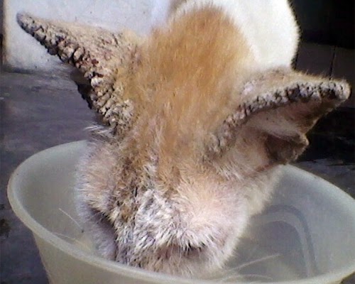 Mengobati Infeksi Jamur pada Kucing ~ Informasi Dunia Hewan