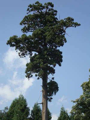 Symbiosphere: Tohoku trees
