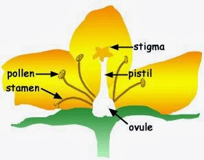 The Food Garden Group Blog: Better Pollination, Bigger Crops