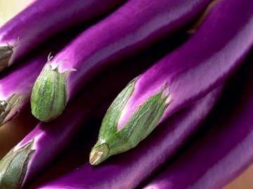 PANDUAN BUDIDAYA TERONG