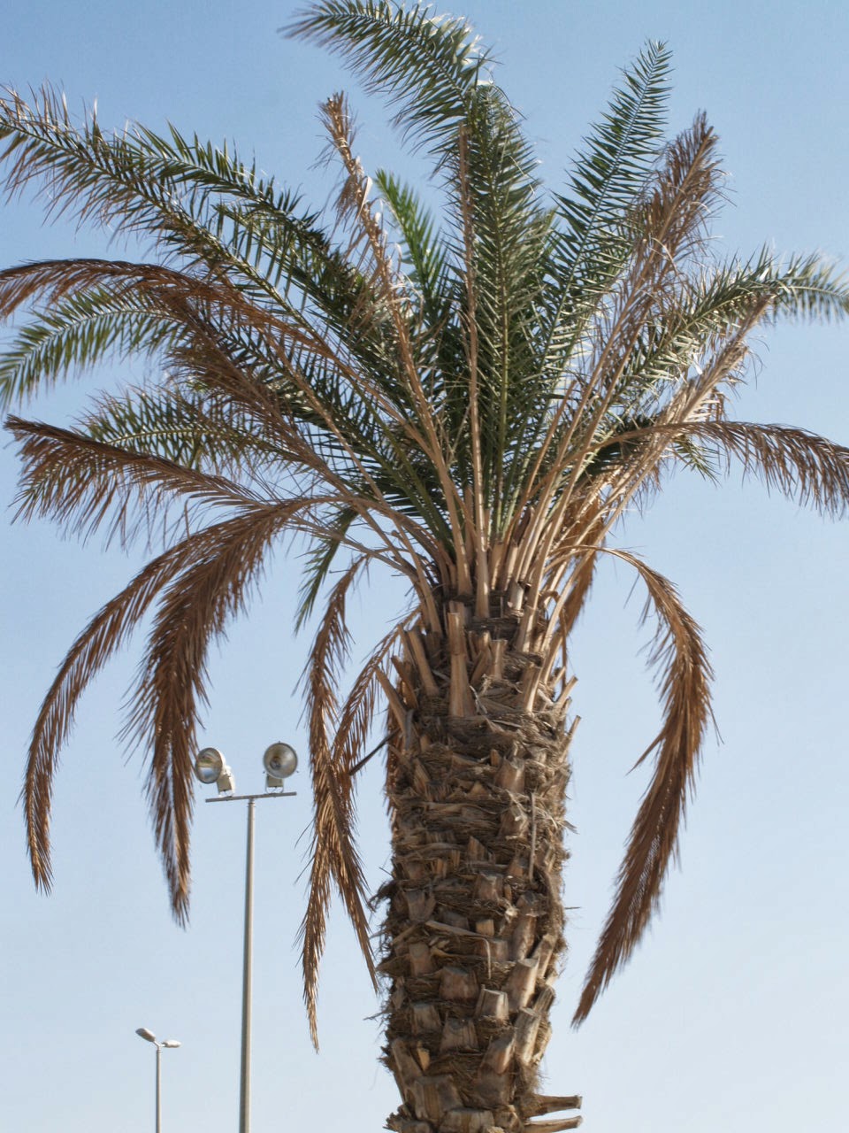 Arabian Nights : Flora and Fauna of Western Saudi Arabia