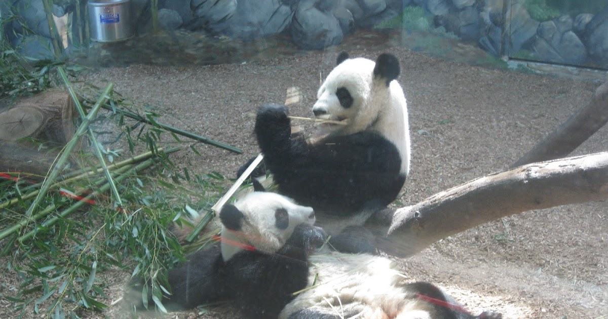 Sweet Tea Reads: Happy Hump Day - The Panda Bear Edition