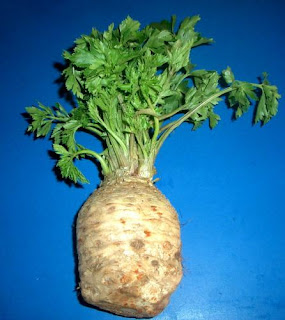 telina planta medicinala-celery herb | farmacia naturala