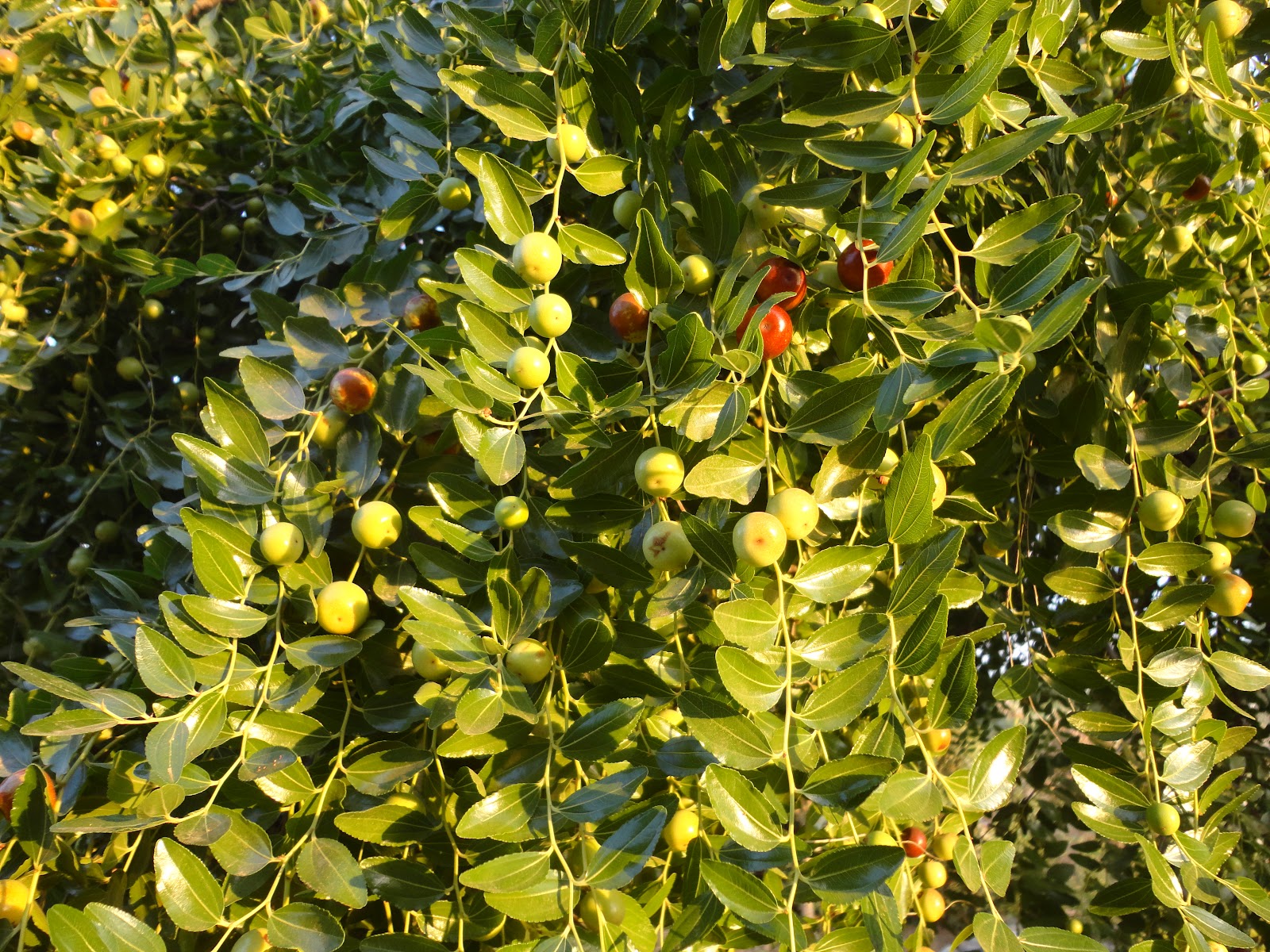 El Terrao - Dos urbanitas en el campo: EN OTOÑO MADURAN LAS AZUFAIFAS