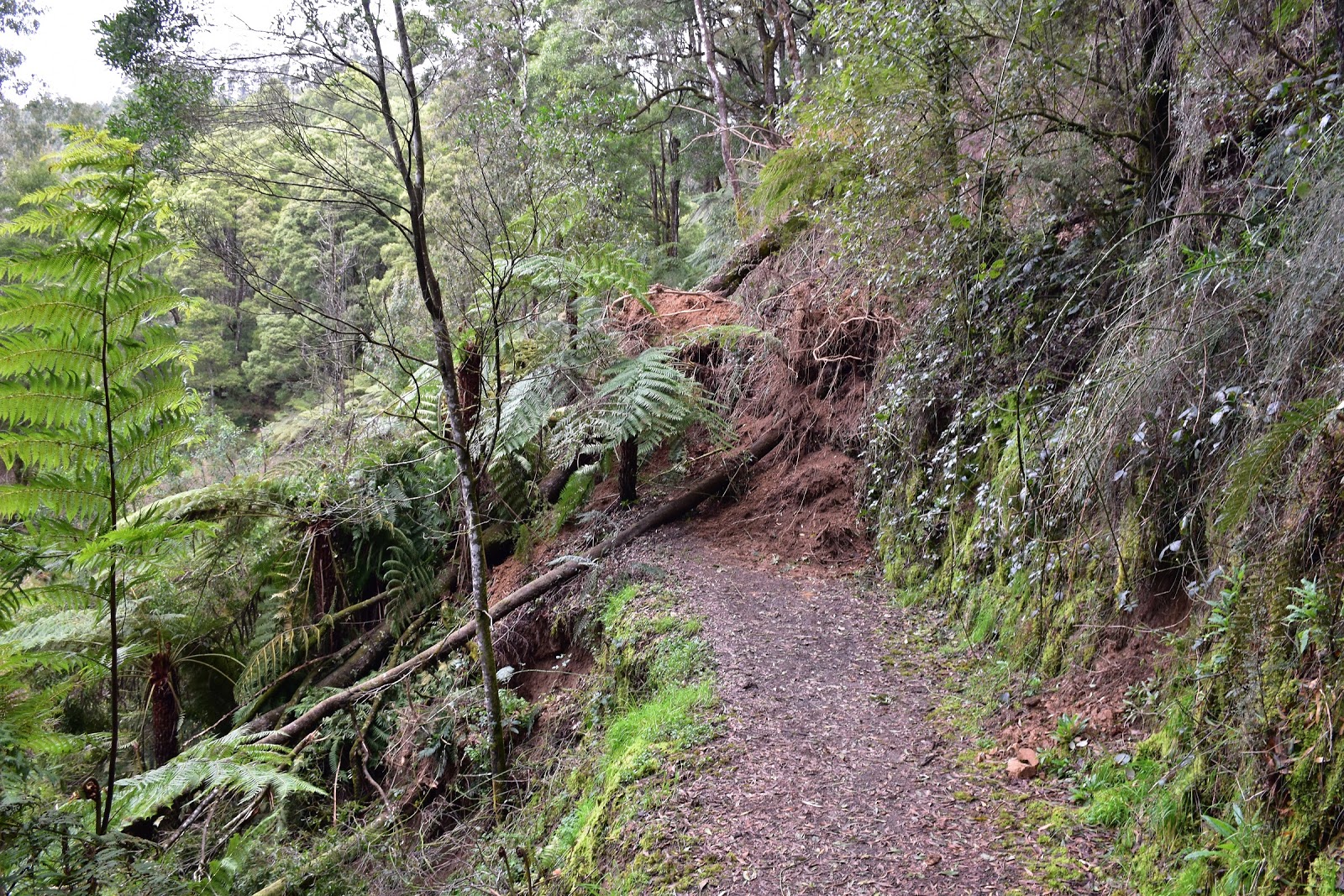 Goin' Feral One Day At A Time: Stevensons Falls, Otway Forest Park ...