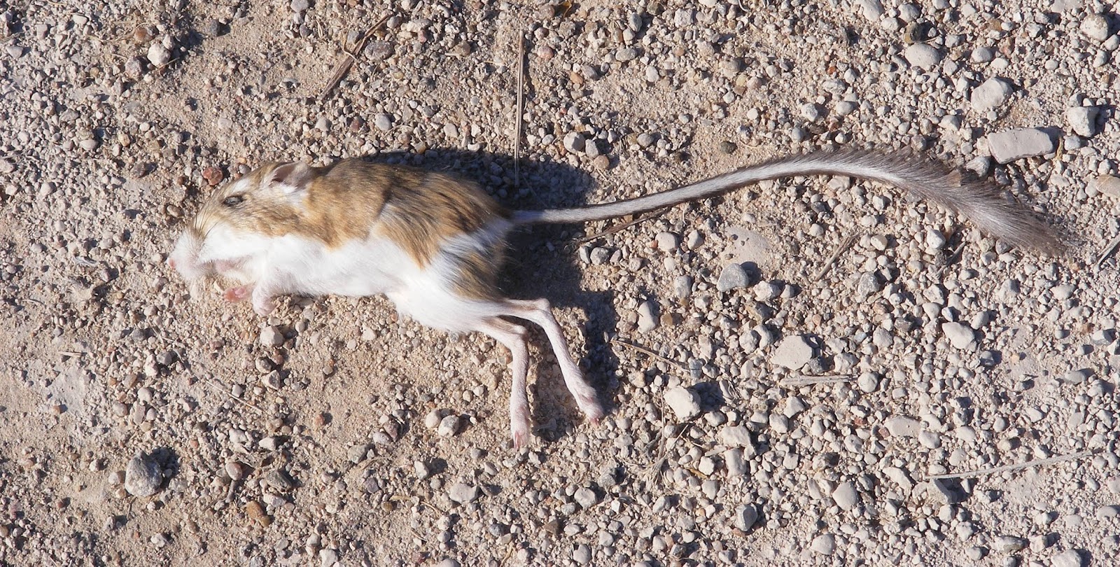 Desert Packrat: Death in the Desert