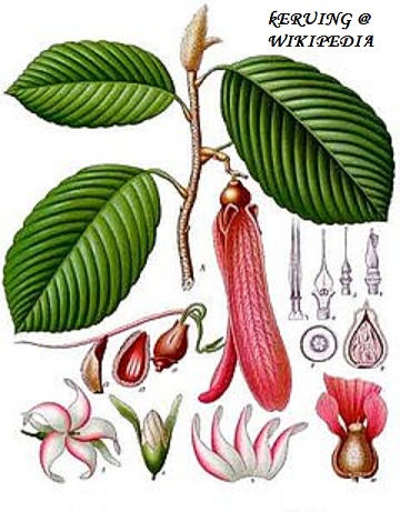 Bintang Bunga Lawang: Pohon Keruing Nama Diberi