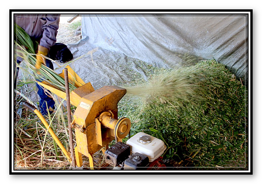 Maralfalfa Veracruz MEXICO: 5 razones para sembrar el pasto Maralfafa