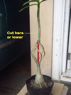 Practical Gardening: Designer Adenium Stem Sculpture 2 - Twist Basket ...