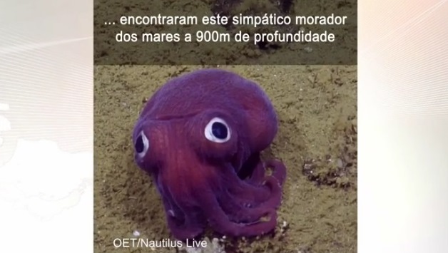 Baú do Luizinho: Mergulhadores encontram lula 'que parece Pokémon'