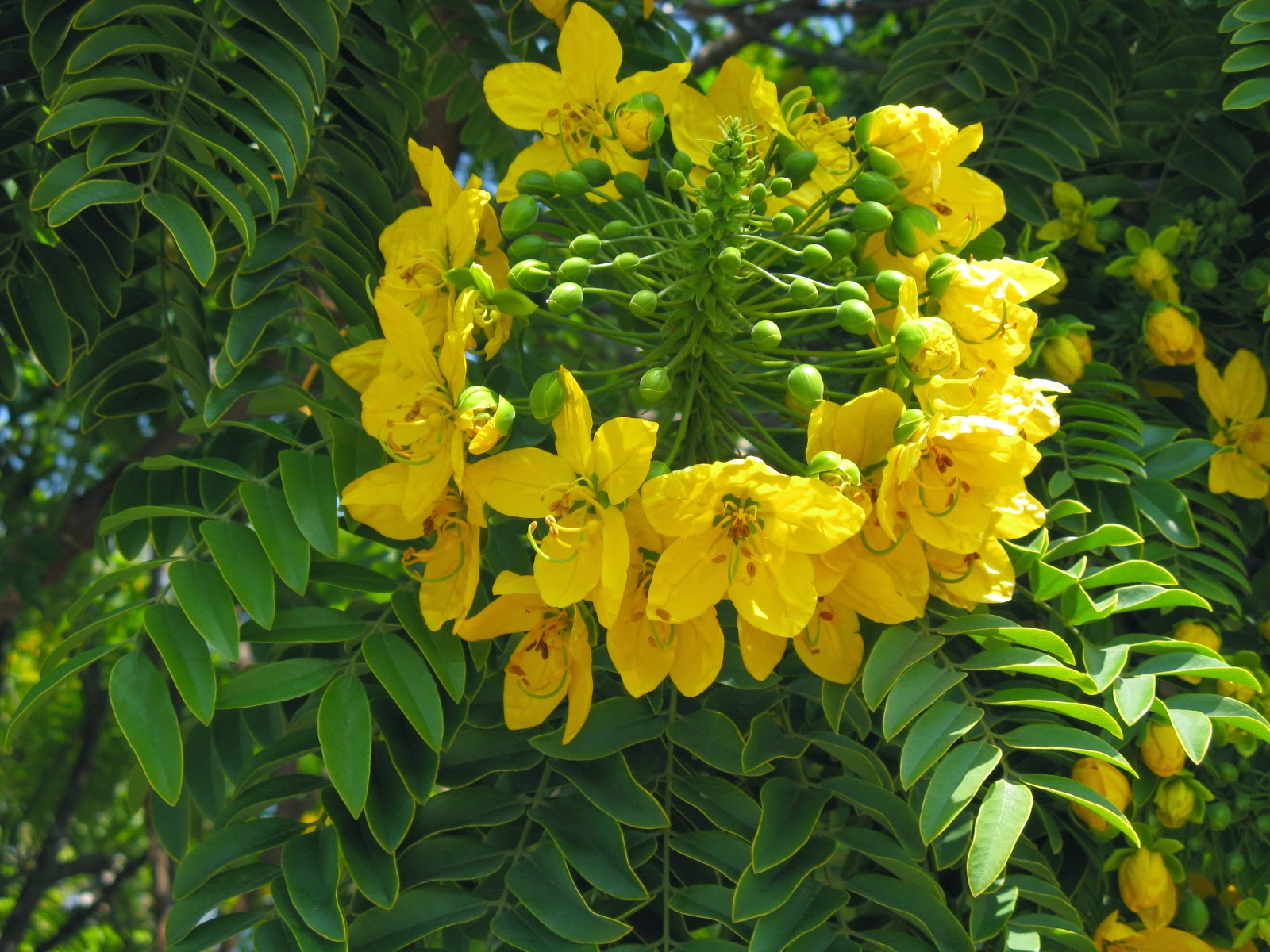 Trees of Santa Cruz County: Cassia leptophylla - Gold Medallion Tree