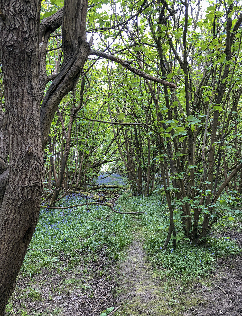 Eridge Rocks | Naturally