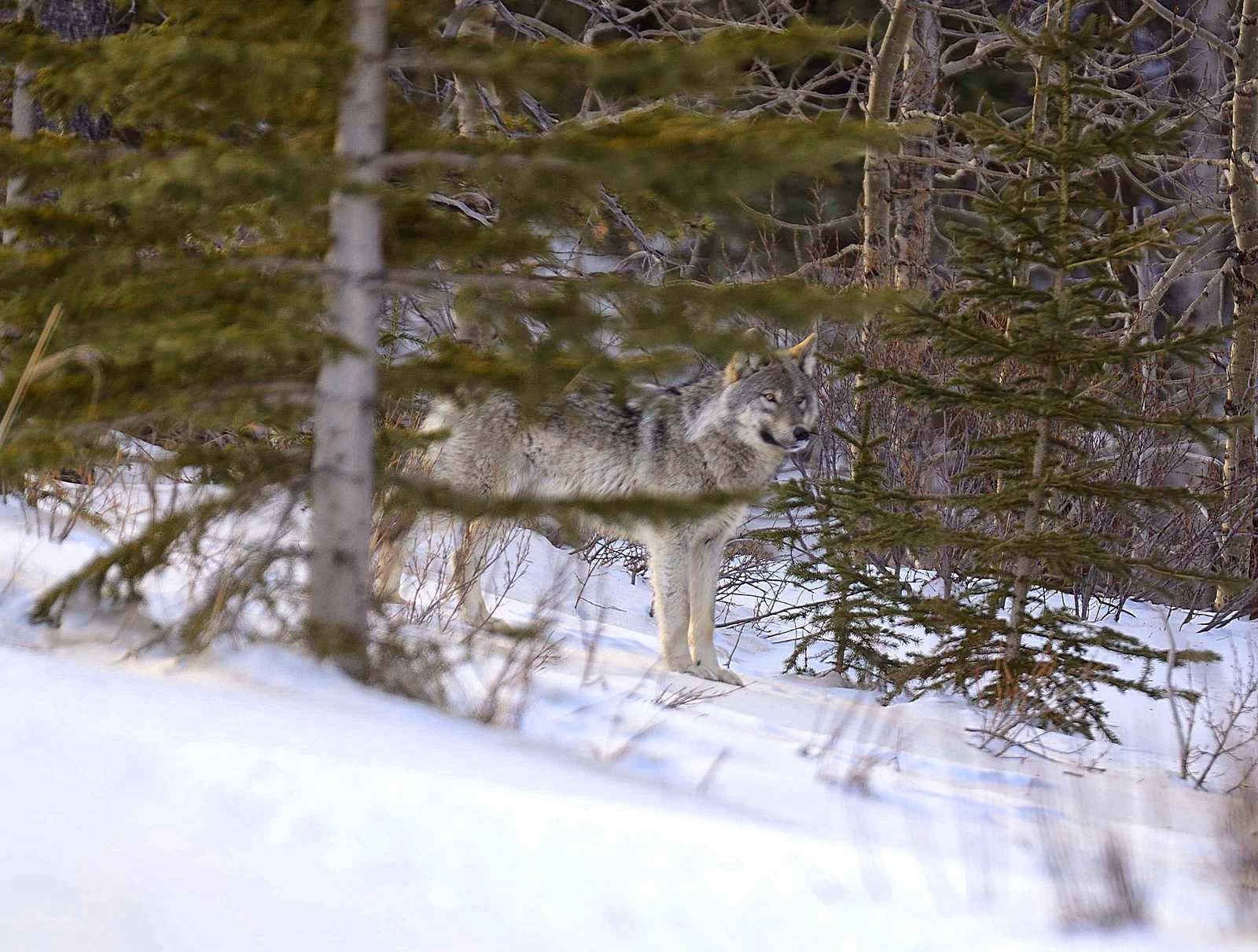 Turbo's Track and Photo Tour: Great Grey, Moose, Wolf, NPO (20140101 ...