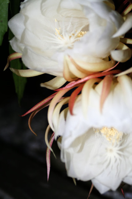 The Rainforest Garden: An Illustrated Guide to Epiphyllum