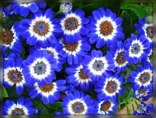 BEAUTIFUL FLOWERS: Cineraria Flower - Pictures & Meanings