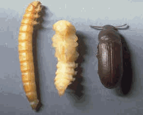 ALIMENTO VIVO - TENEBRIOS - MASCOTAS EXÓTICAS Y MÁS