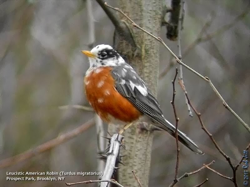 The City Birder: Leucism in Birds