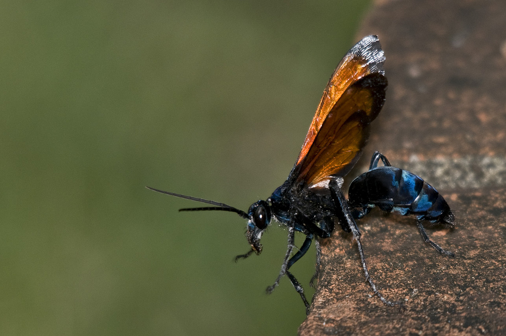 Mata Cacata o Avispa halcón | Fauna Dominicana
