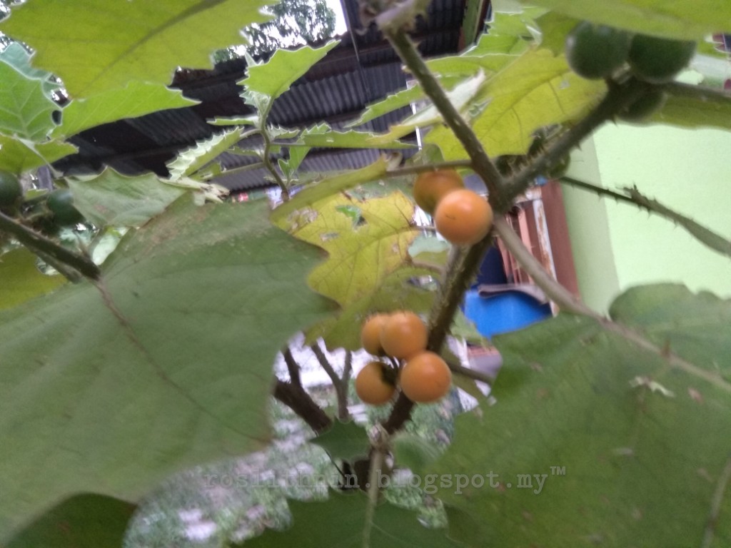 RosliThnin: Terung Asam (Solanum Macrocarpon) Permatang Bukit, Merlimau