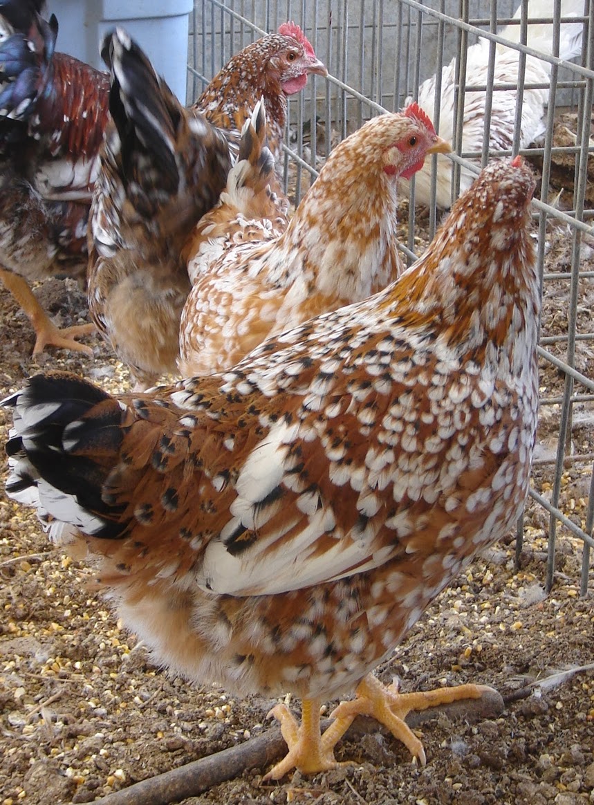 Aloha Chickens: Stephen's 2013 Alohas