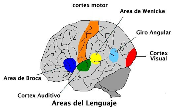 Burbuja de Lenguaje: Bases Neurobiológicas del Lenguaje