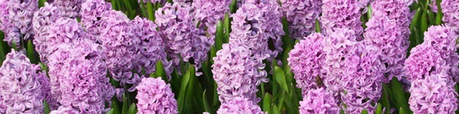 Garden Guy Hawaii: Planting Hyacinths