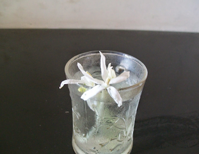 Bunga Kitolod Penyembuh Mata Belekan Dengan Cepat - DiditWidiarto.Com