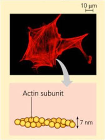Cytoskeleton - Microfilaments, Intermediate filaments and Microtubules