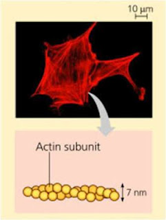 Cytoskeleton - Microfilaments, Intermediate filaments and Microtubules