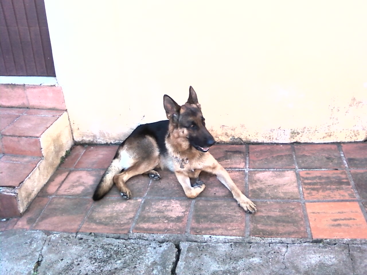 Manto Negro Adestramento: Filhote do Canil Manto Negro: Lord