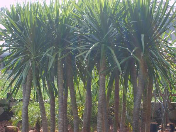 TAMAN INDAH PESONA: Jenis-Jenis Tanaman