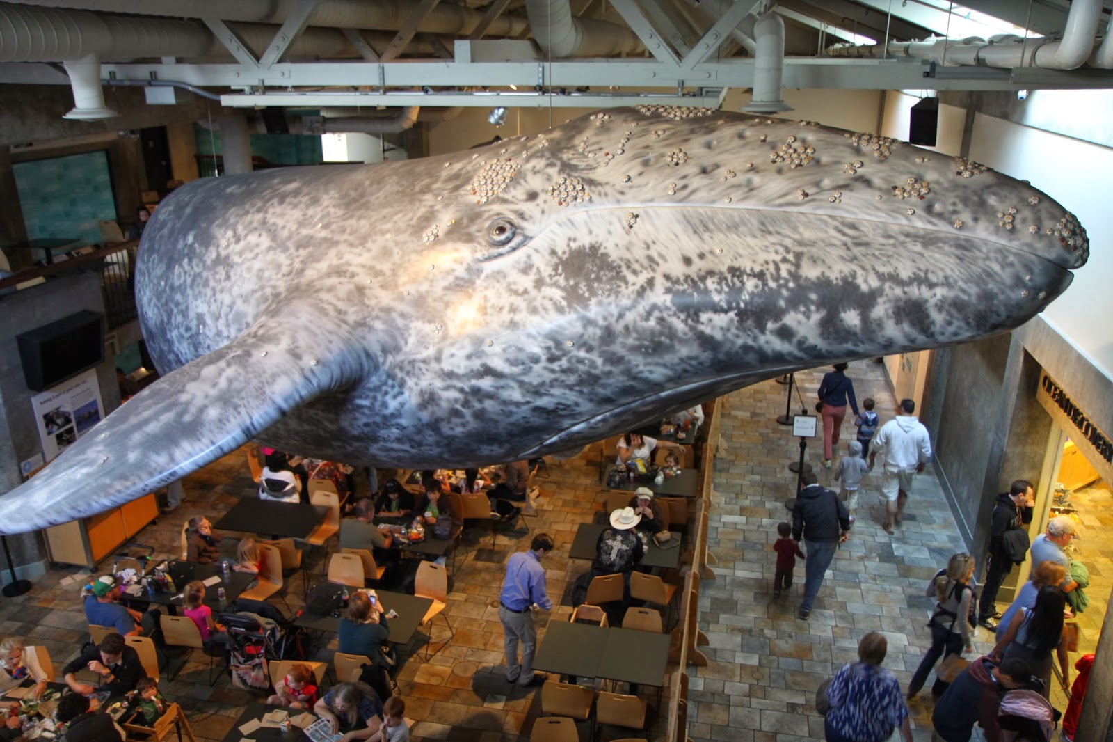 Salvation Sisters: Monterey Bay Aquarium and Seafood Salad: Dungeness ...