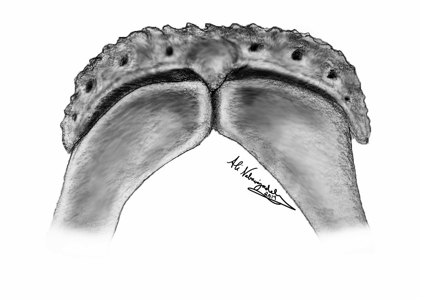 The Ornithischian Revolution: Stegosaurs, Ankylosaurs, and Kin: A Look ...