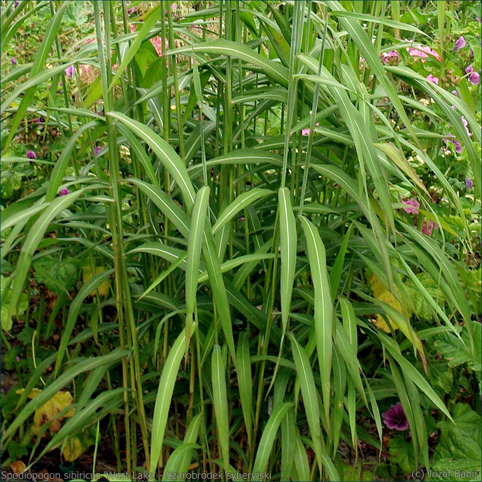 Plant Gallery - Encyklopedia Roślin: Spodiopogon sibiricus 'West Lake ...