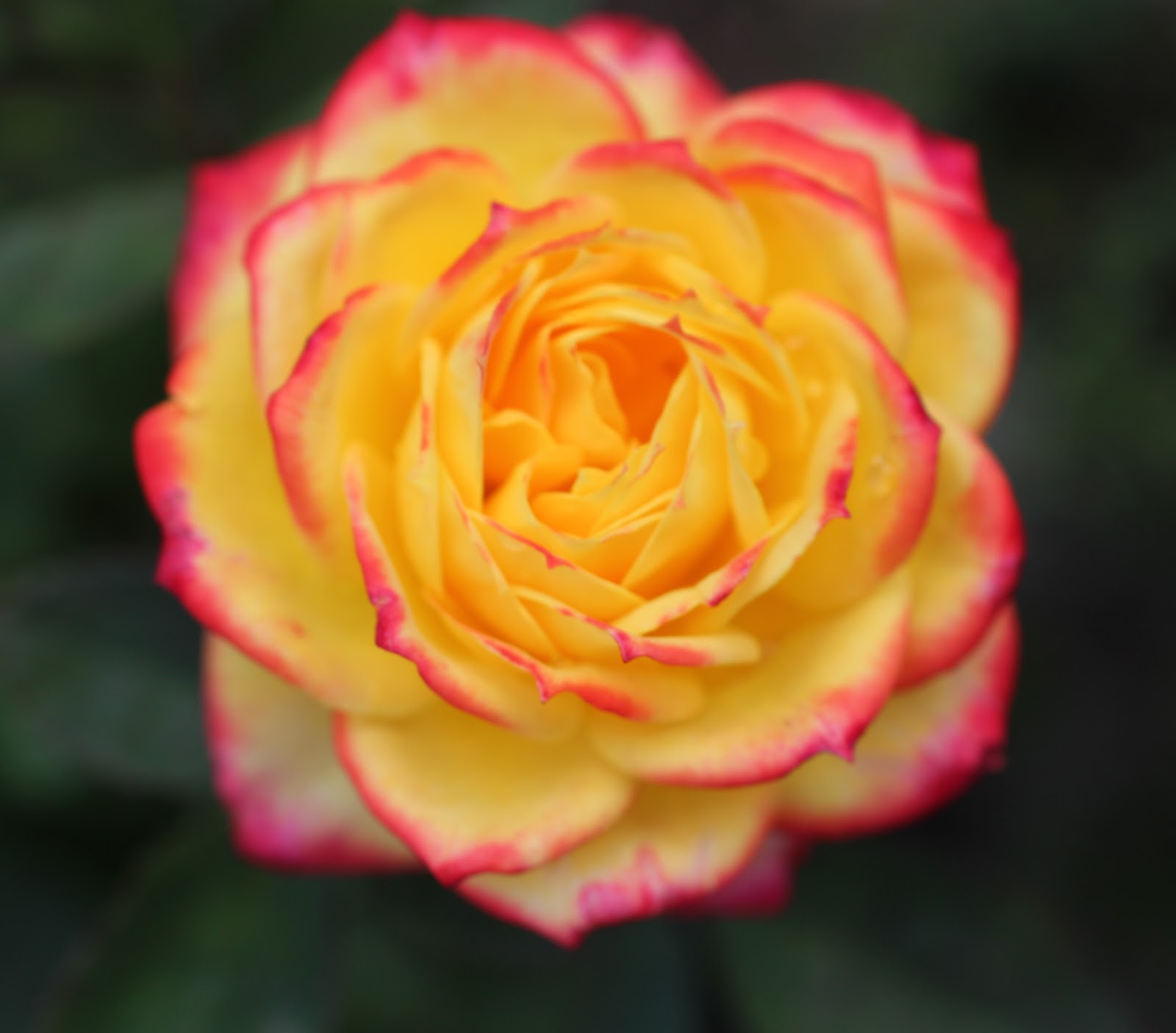 Florez Nursery: The Chameleon Rose
