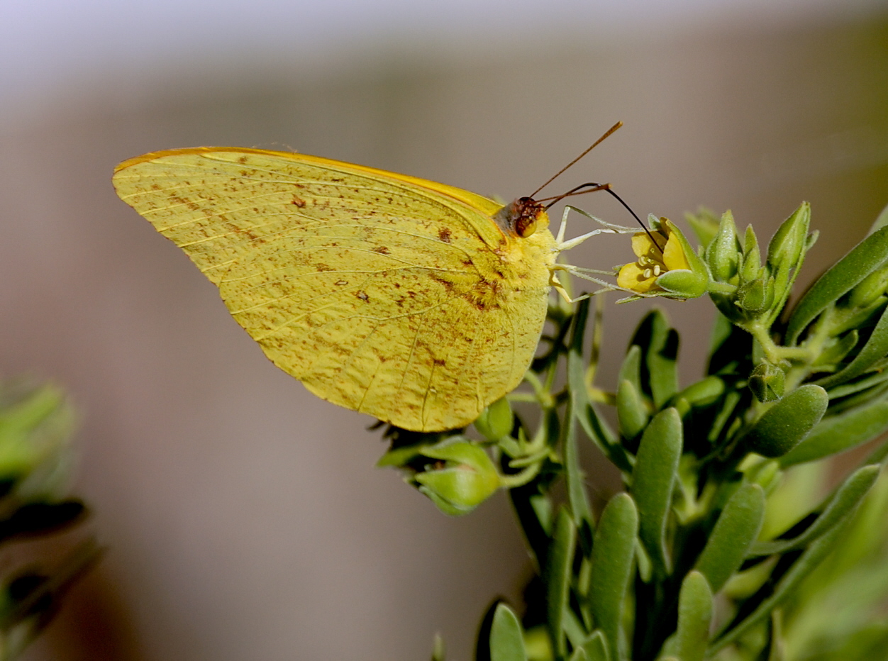 Carmen Powers: Sulfur Butterfly
