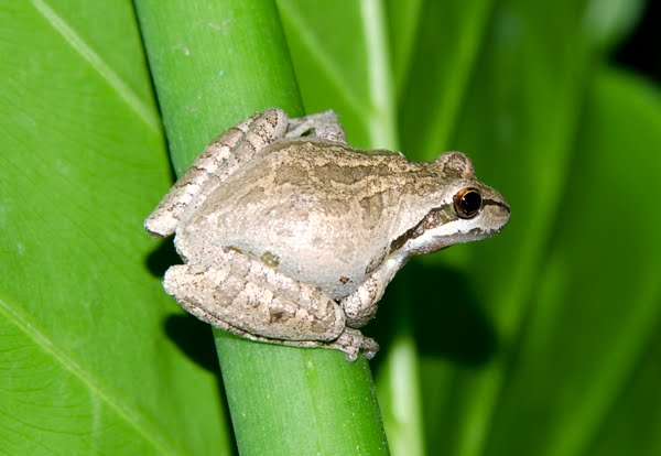 The Wayward Hawaiian: Pacific Tree Frog, Pseudacris regilla