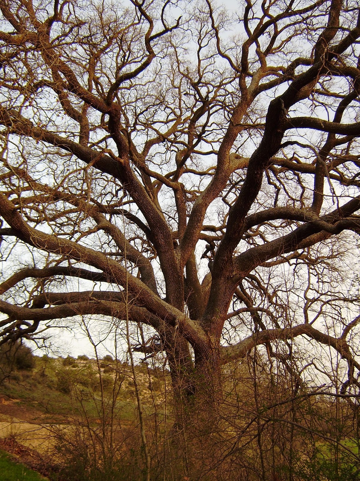 imagenes del camino: El Arbol del encuentro